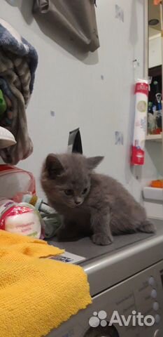 Продаю британских котят