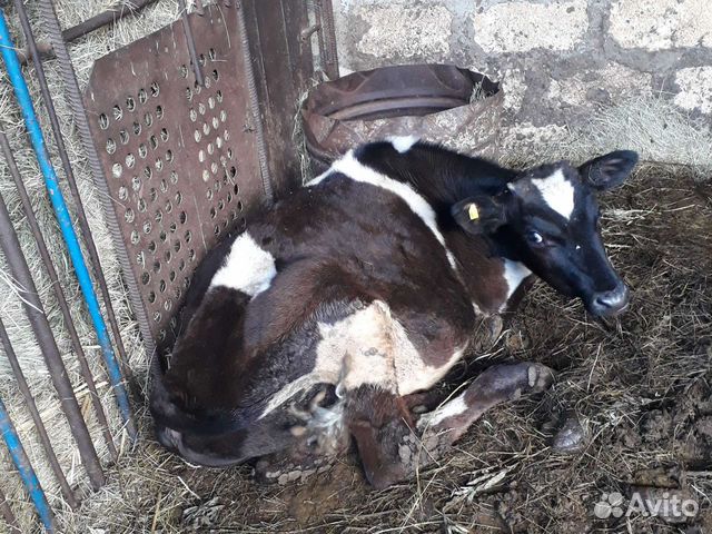 Корова тельная.Бычки на откорм