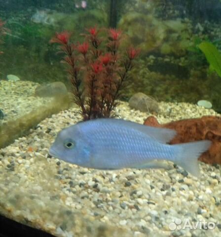 Голубые дельфины