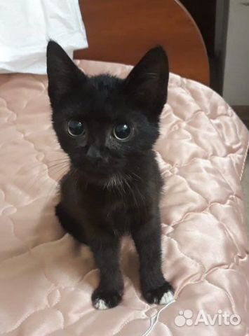 Черный котенок в добрые руки