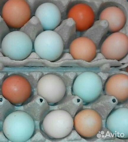 Инкубоционое яйцо породистых кур В наличии