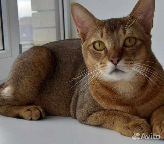 Потерялся кот