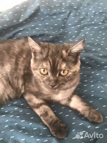 Шотланский прямоухий котенок