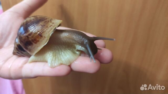 Улитки ахатины бесплатно