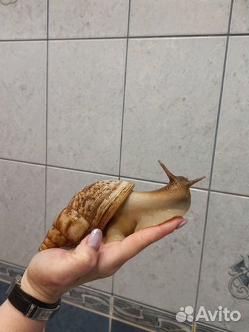 Улитки ахатинка