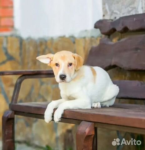 Собака в добрые руки отдам бесплатно