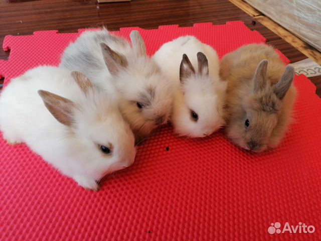 Декоративные крольчата
