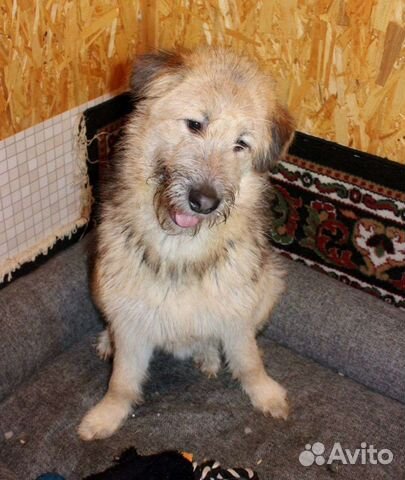 Собака Тэди ищет дом