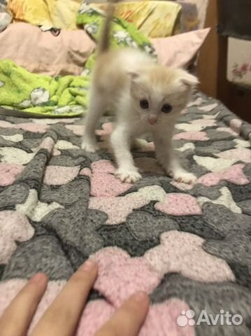 Котенок выслоухий