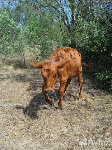 Телята телки