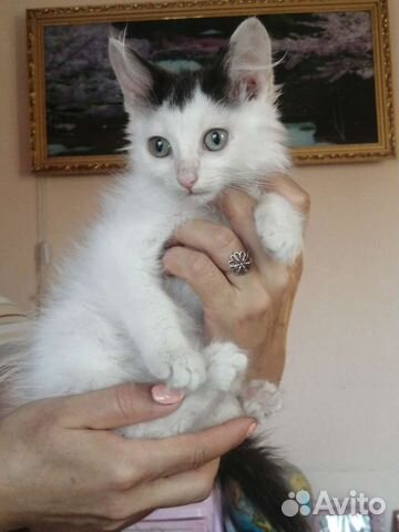 Котенок Пушок 2 месяца с доставкой