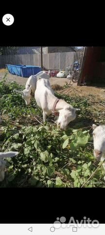 Коза дойная