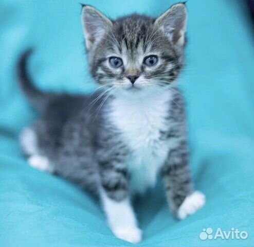 Нафаня. Чудо-котенок в дар