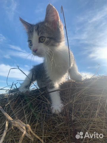 Котята в дар в добрые руки