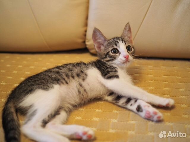 Полосатый котенок в дар