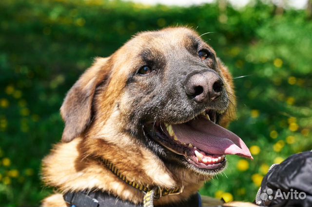 Большой добрый лис Добрыня ищет дом