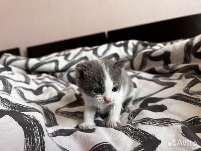 Малыш ищет своих родителей