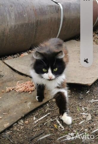 Кошка молодая бесплатно