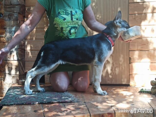 Щенок сука д.р.15.04.2022 вео документы РКФ