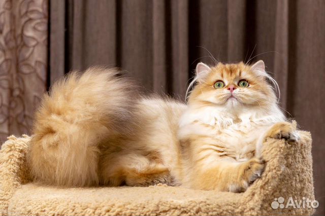 Британская кошка by11