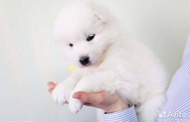 Чистокровные щенки самоеда