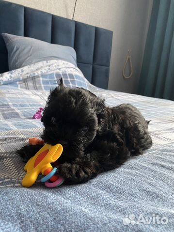 Мальтипу f1 mini мальчик