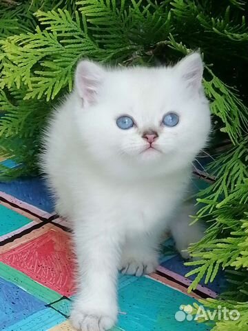 Котик британский