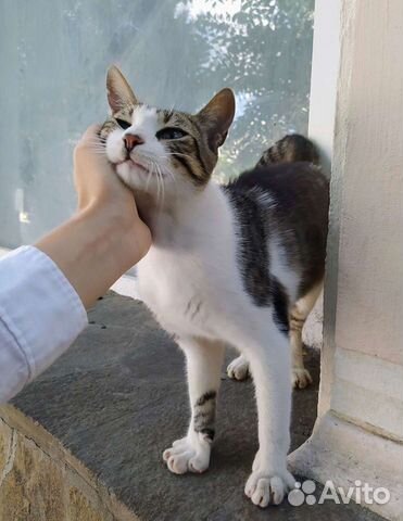 Кот в сложной жизненной ситуации