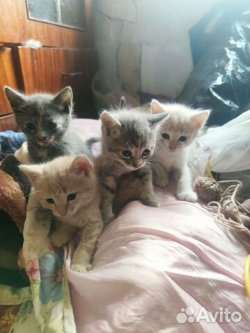 Котята в добрые руки бесплатно