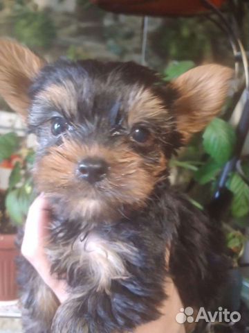 Йоркширский терьер с документами