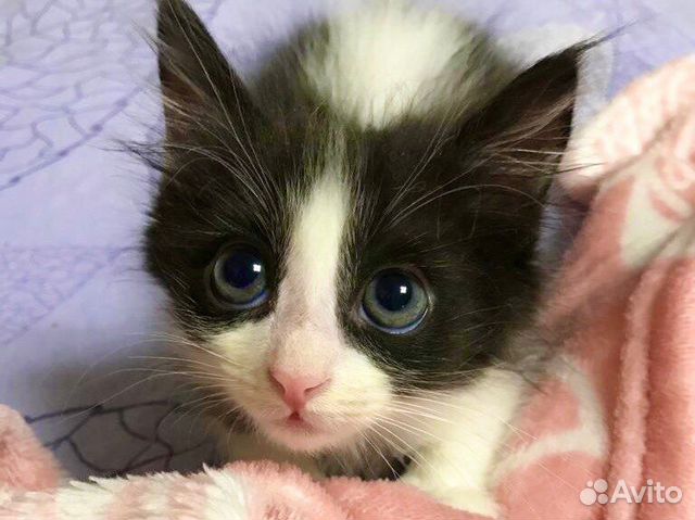 Котёнок в добрые руки