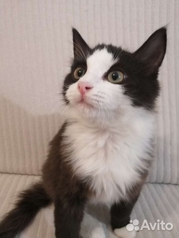 Котенок в добрые руки