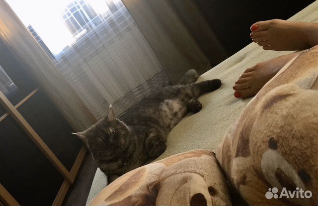 Британская кошка бесплатно