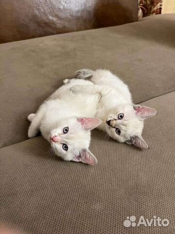 Котята