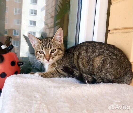 Добрейший котенок Пижон ищет дом