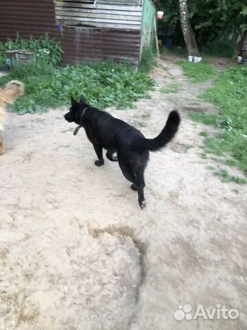 Черный быстрый нежный) пес собака в добрые руки