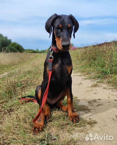 Щенки добермана