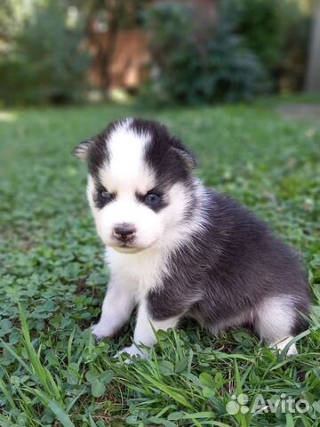 Голубоглазый кобель Помски