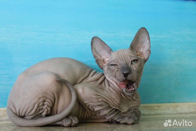 Девочка сфинкс, левкой