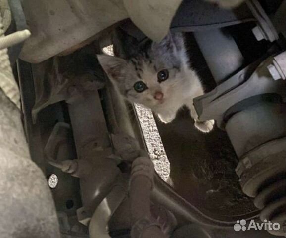 Котёнок хочет домой
