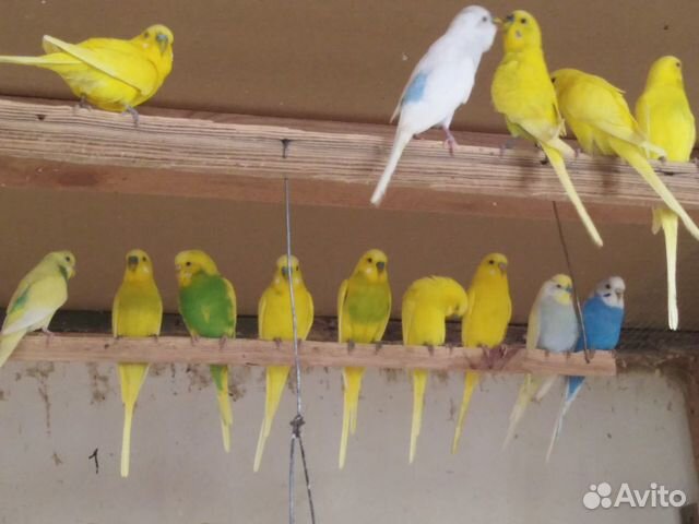 Волнистые попугаи