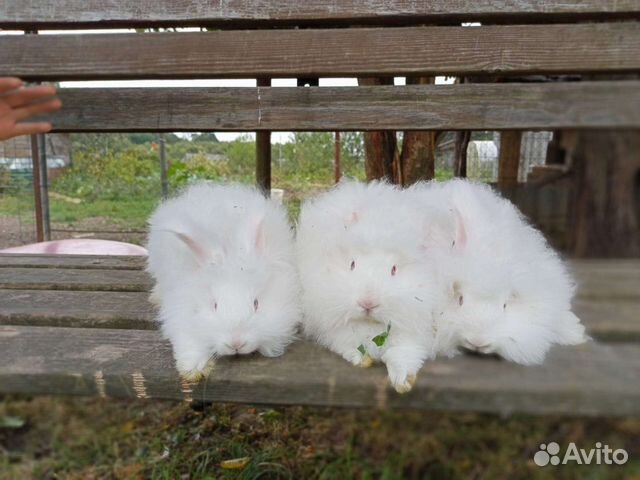 Ангорские крольчата