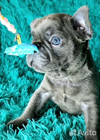 Французский бульдог щенки голубой