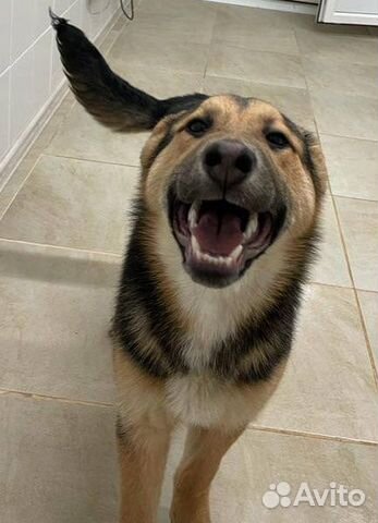 Щенок в добрые руки. Помесь немца