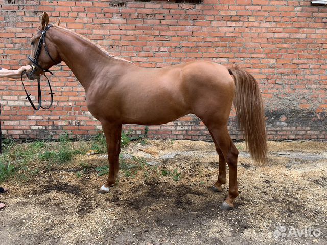 Жеребец чистокровной арабской породы 2х лет