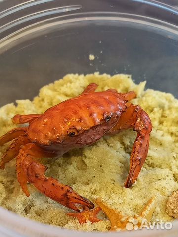 Композиция "Морское дно"