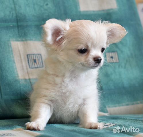 Нежная девочка чихуахуа