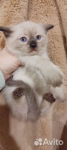 Котята 1,5 месяца тайские