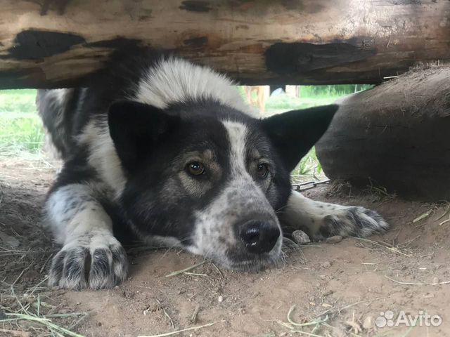 Бой ищет хозяина