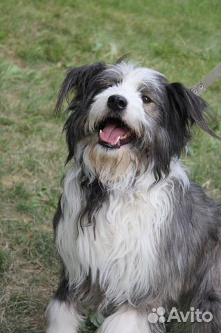 Не теряет надежду стать домашним